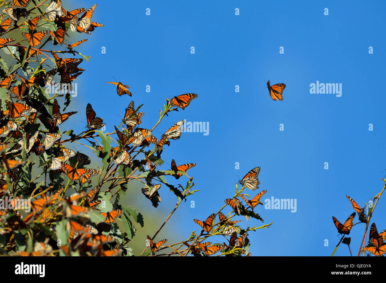 Monarch (Danaus plexippus) Winter colony roosting in eucalyptus tree, Pismo Beach State Park ...