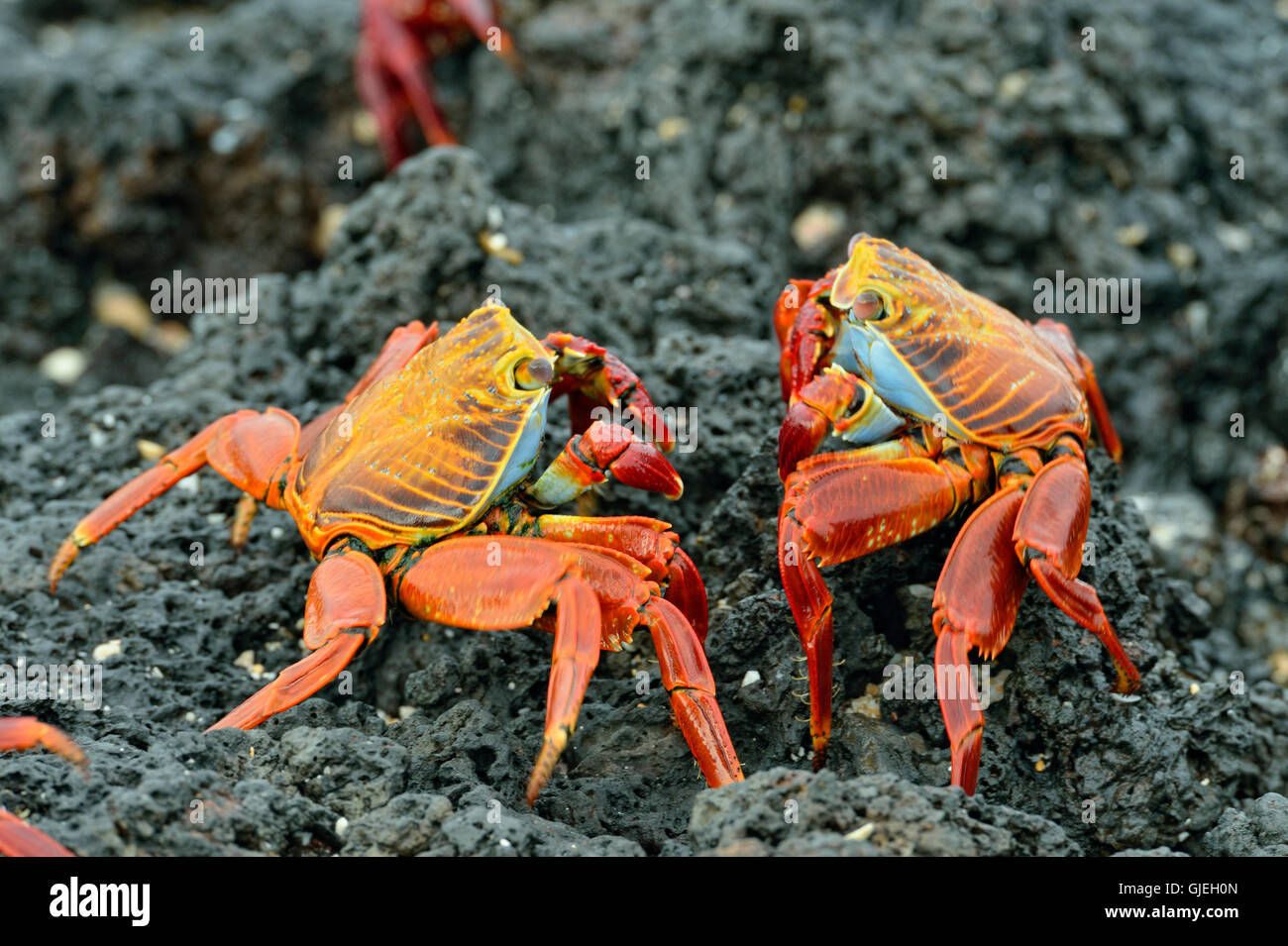 Sally Lightfoot Crab (Grapsus grapsus), Galapagos Islands National Park ...