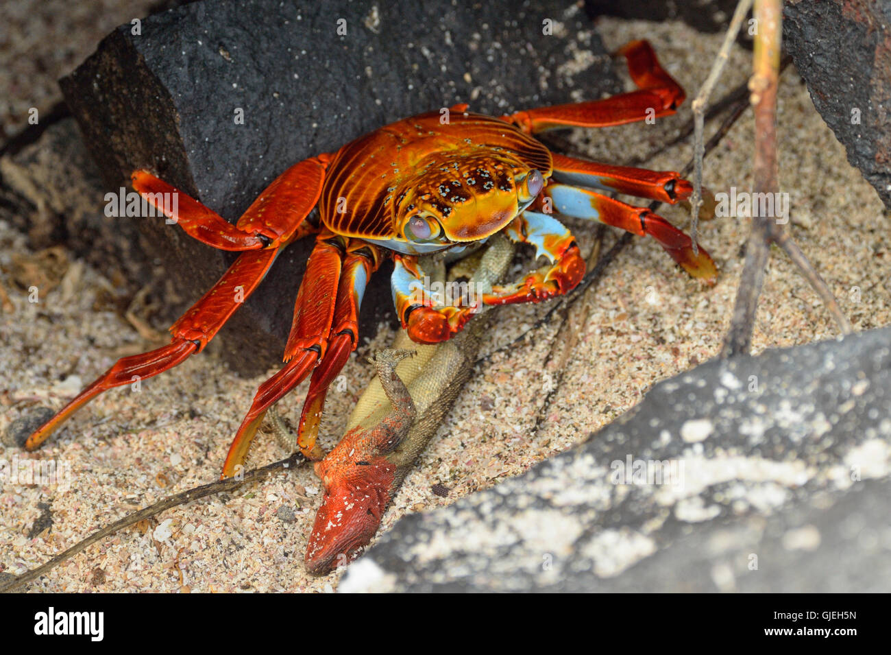 Sally Lightfoot Crab (Grapsus grapsus) Scavenging dead lava lizard ...