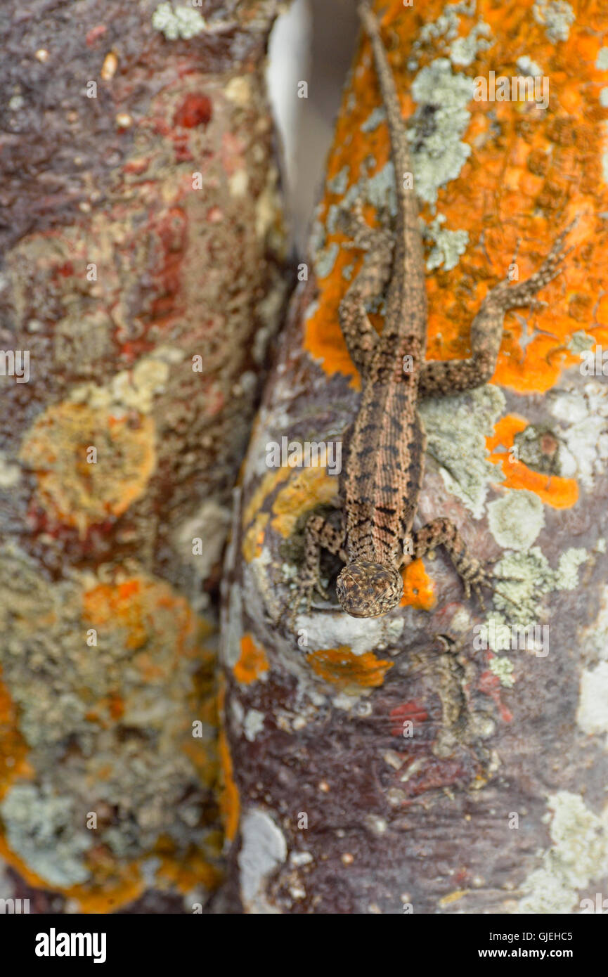 Lava lizard (Tropidurus spp.) resting on Palo Santo tree bark ...