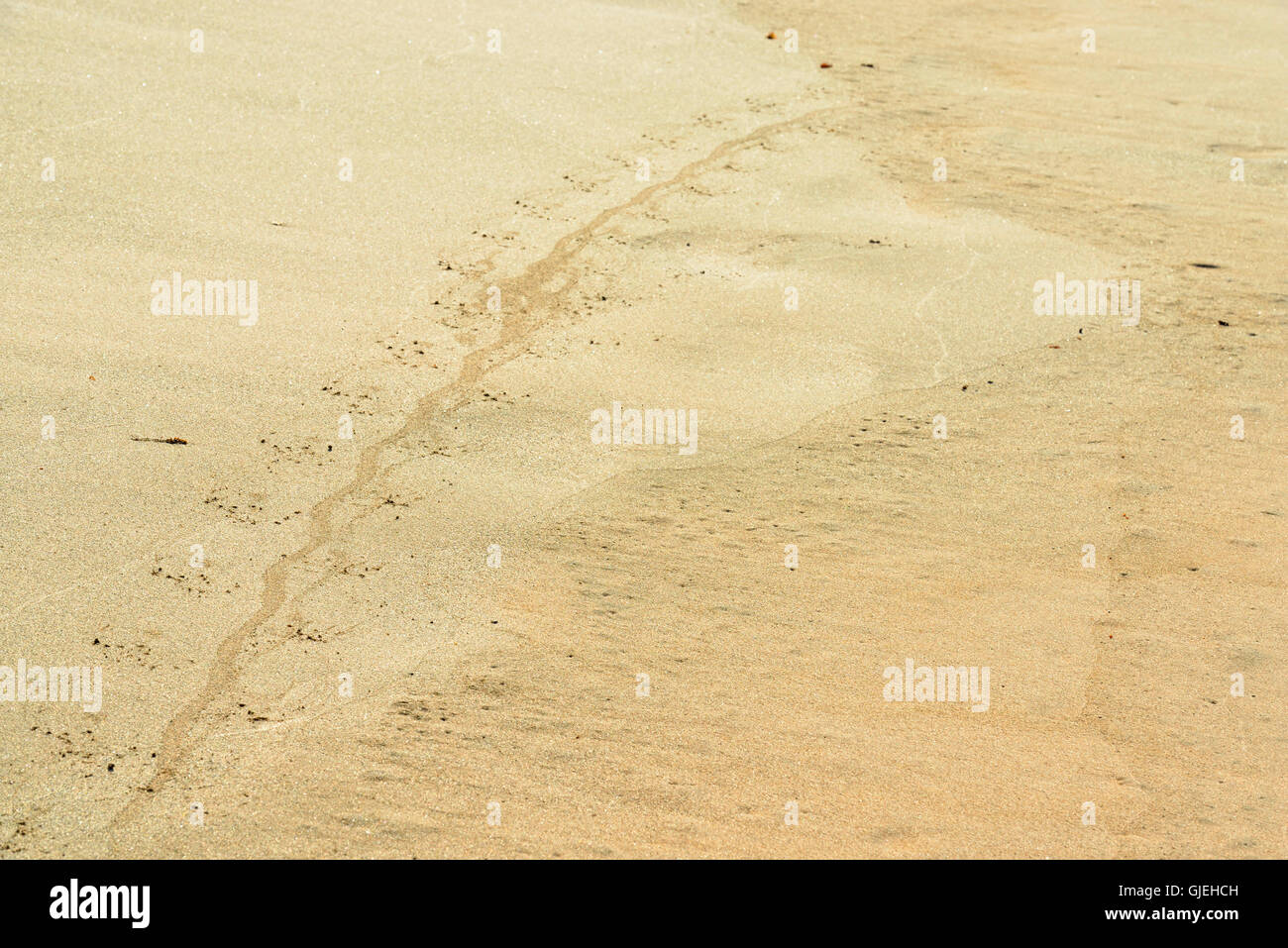 Iguana tracks on Punta Cormorant beach, Galapagos Islands National Park ...