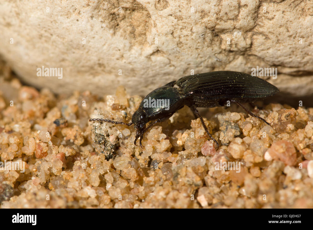 Crawling over sand hi-res stock photography and images - Alamy