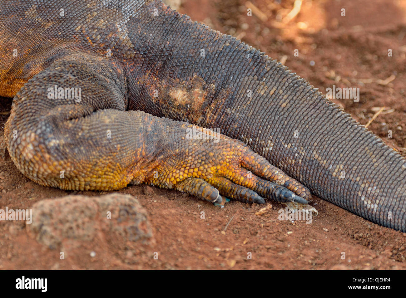 Galapagos land iguana (Conolophus subcristatus) Rear leg and tail ...
