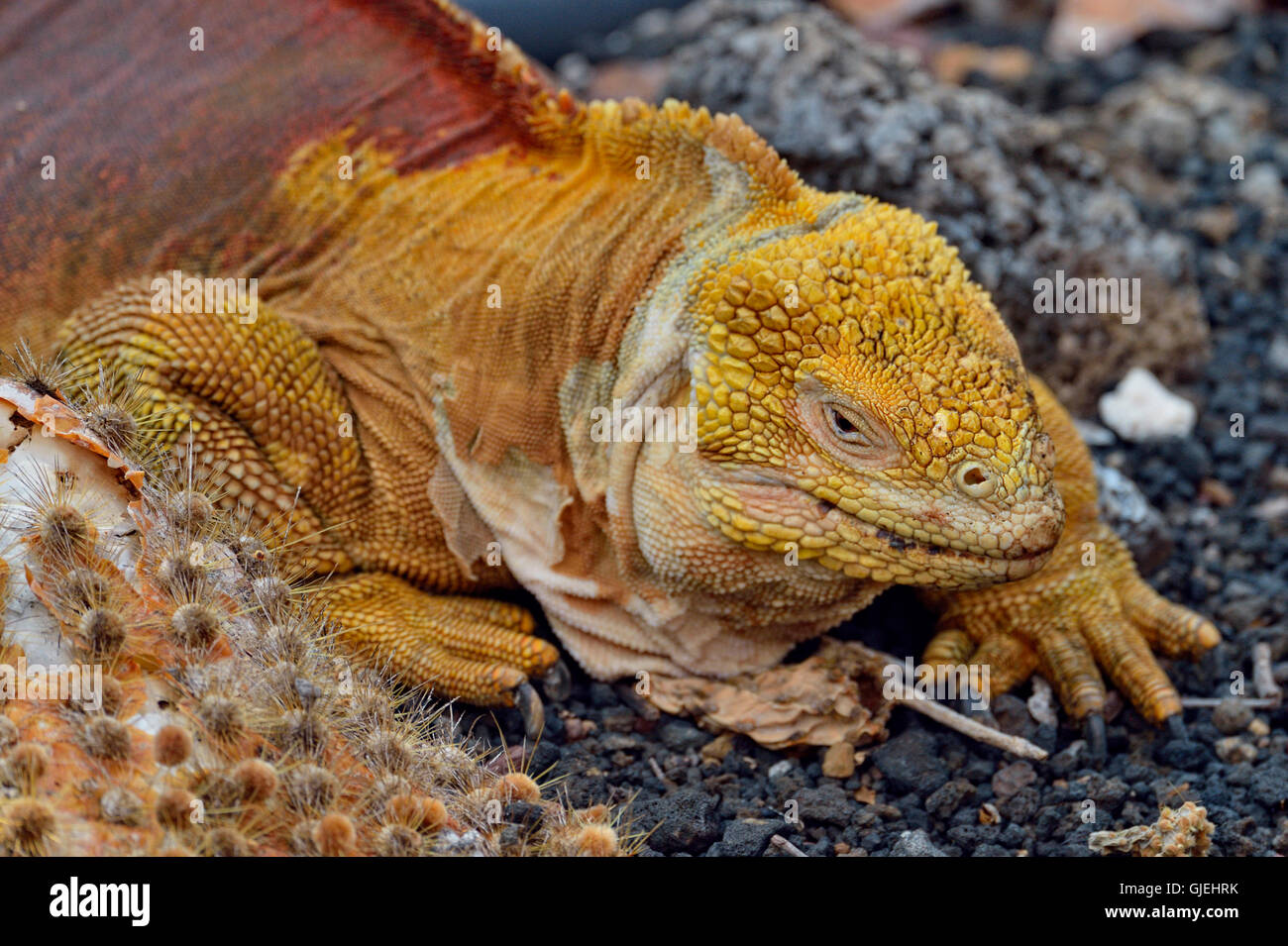 Galapagos land iguana (Conolophus subcristatus), Galapagos Islands ...