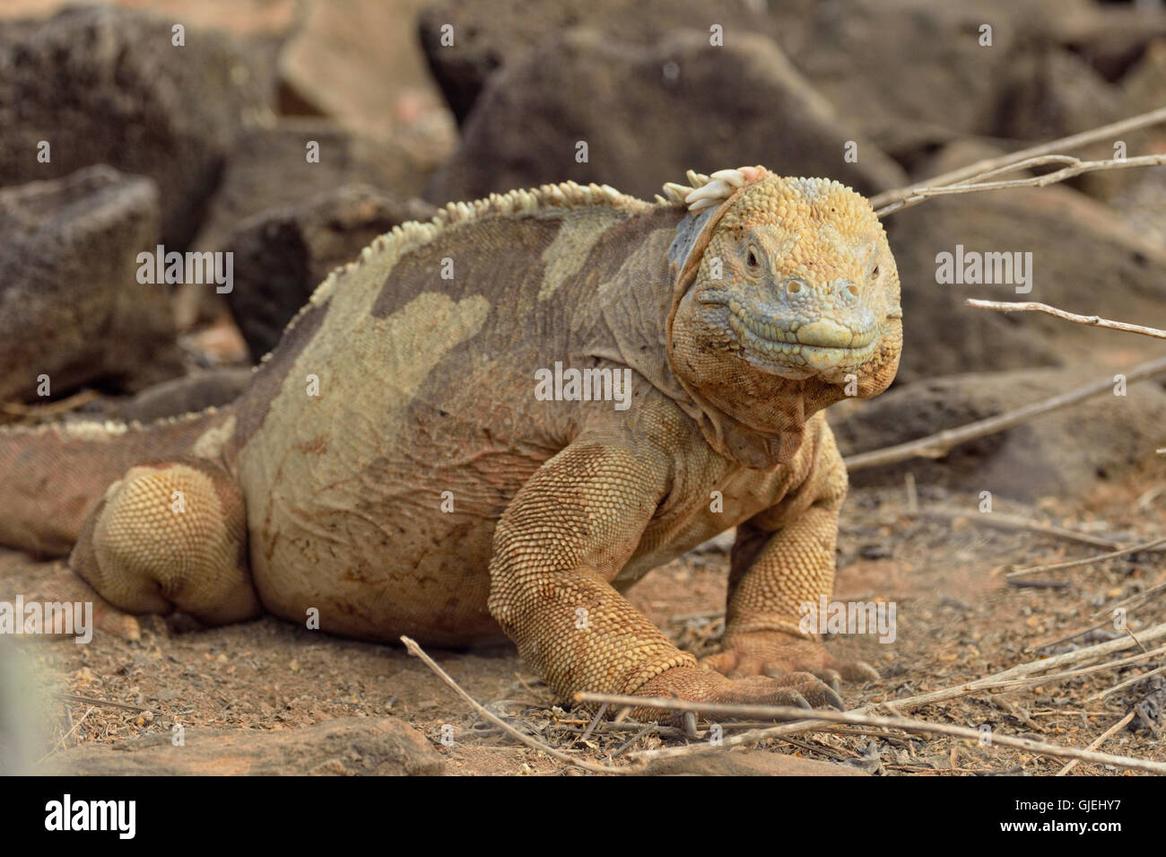 Galapagos land iguana (Conolophus subcristatus), Galapagos Islands ...