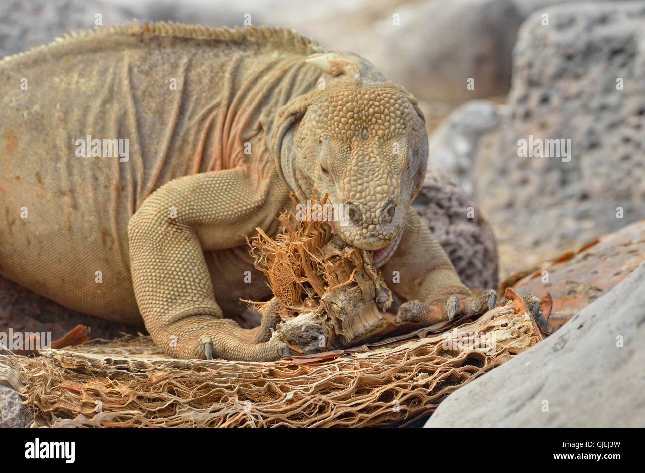 Desert animal eating cactus hi-res stock photography and images - Alamy