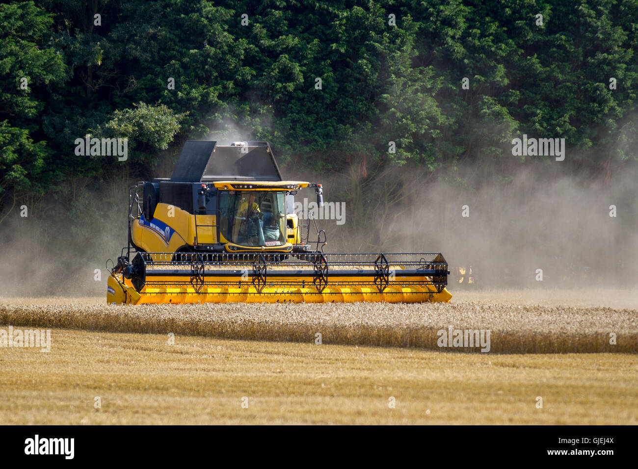 Tarleton, UK. 15th August 2016. UK Weather. New Holland CR8.90 Combine ...