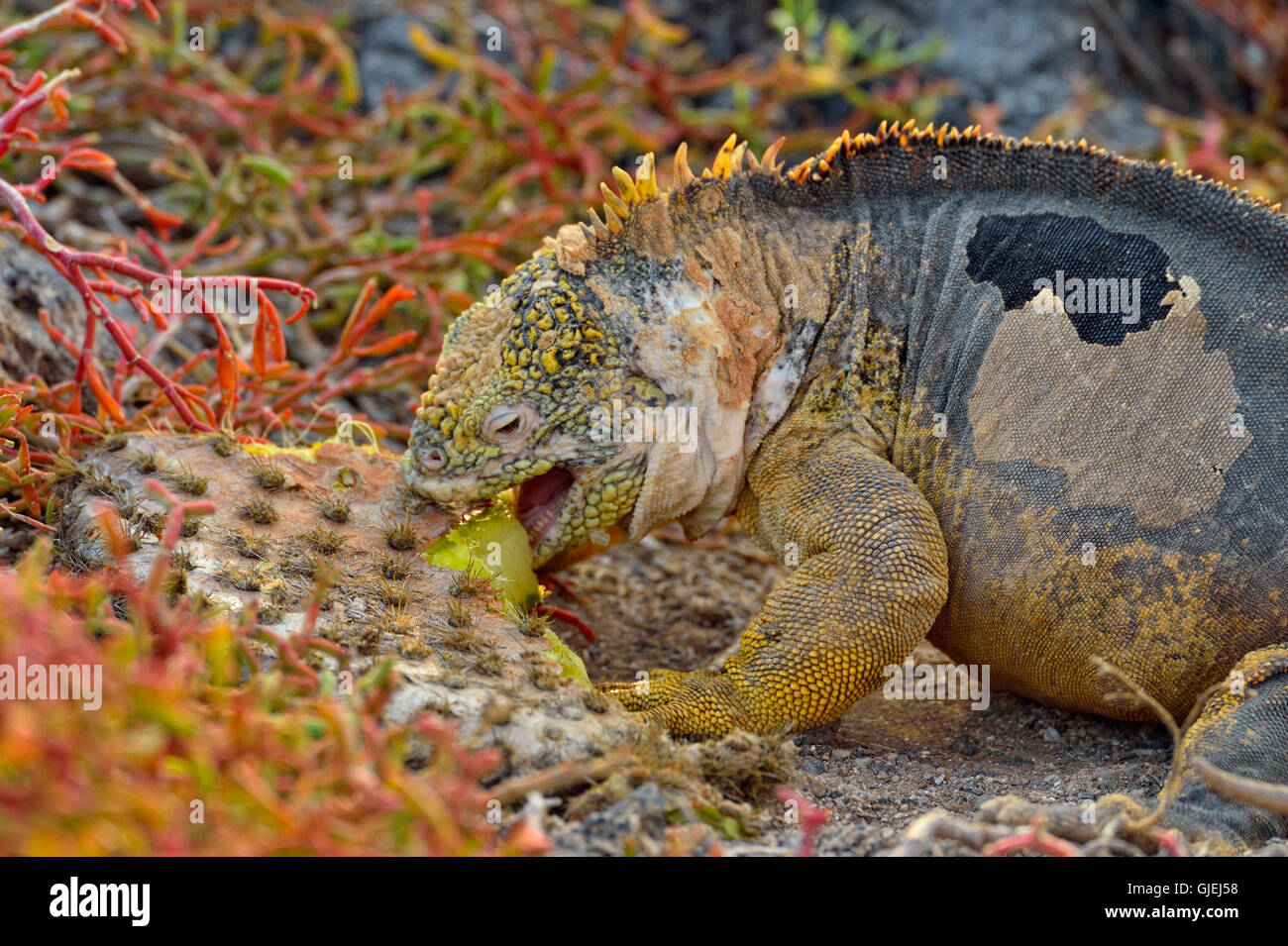 Lizard desert cactus hi-res stock photography and images - Alamy