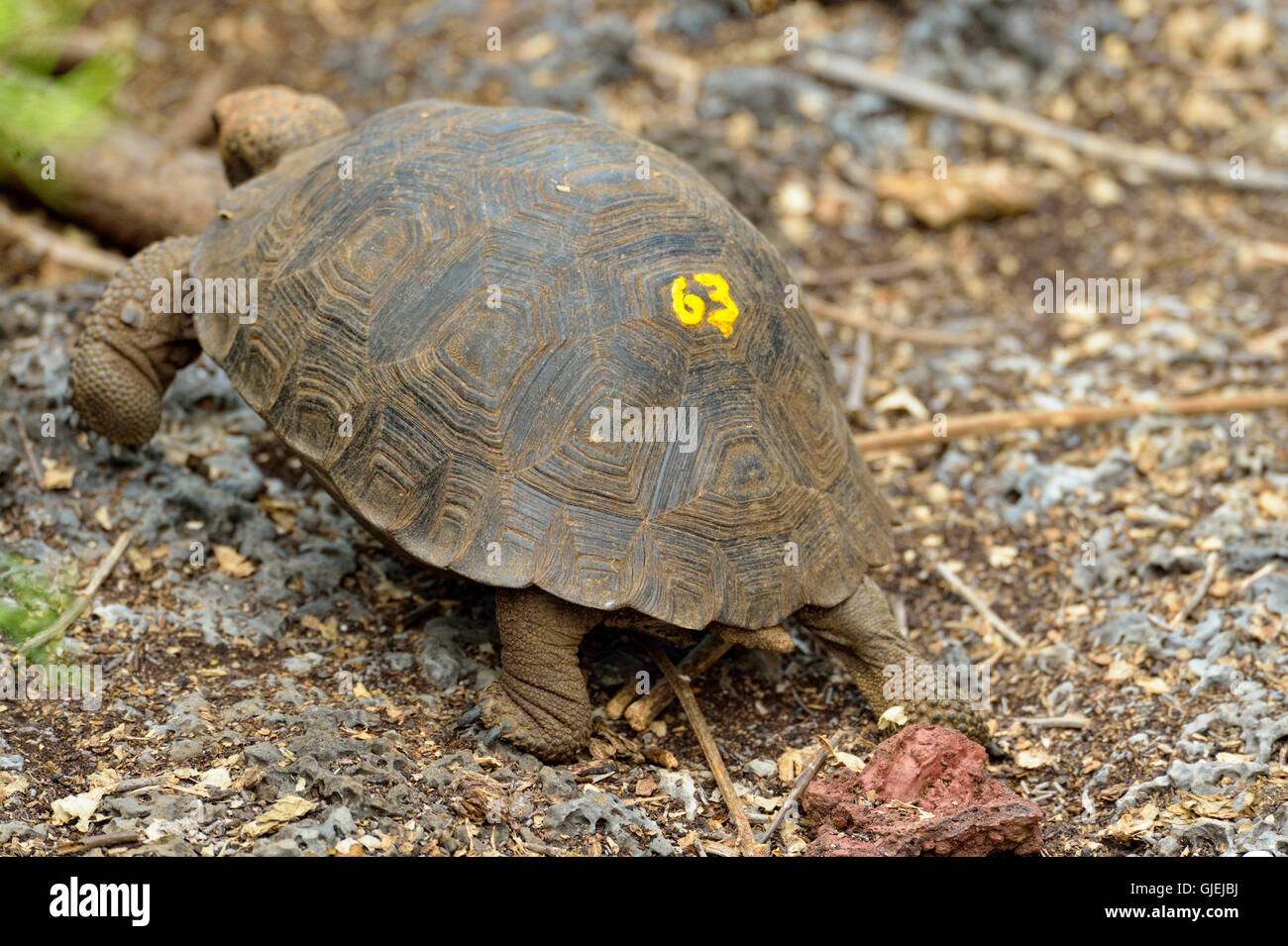 Giant tortoise (Geochelone elephantopus) baby, Darwin Research Station ...
