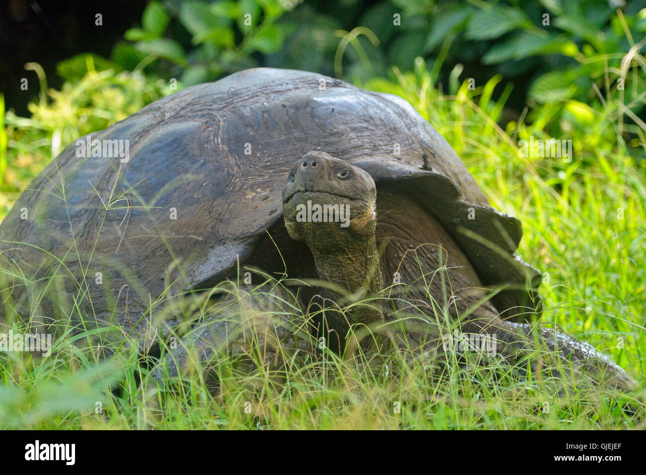 Galapagos endemic species hi-res stock photography and images - Alamy