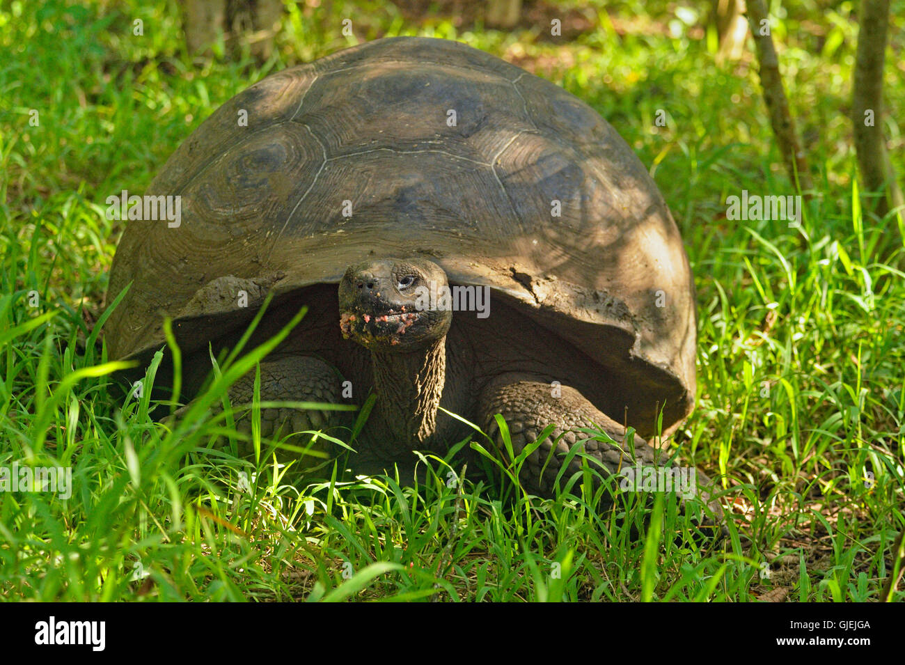Giant tortoise (Geochelone elephantopus) Foraging, Galapagos Islands ...