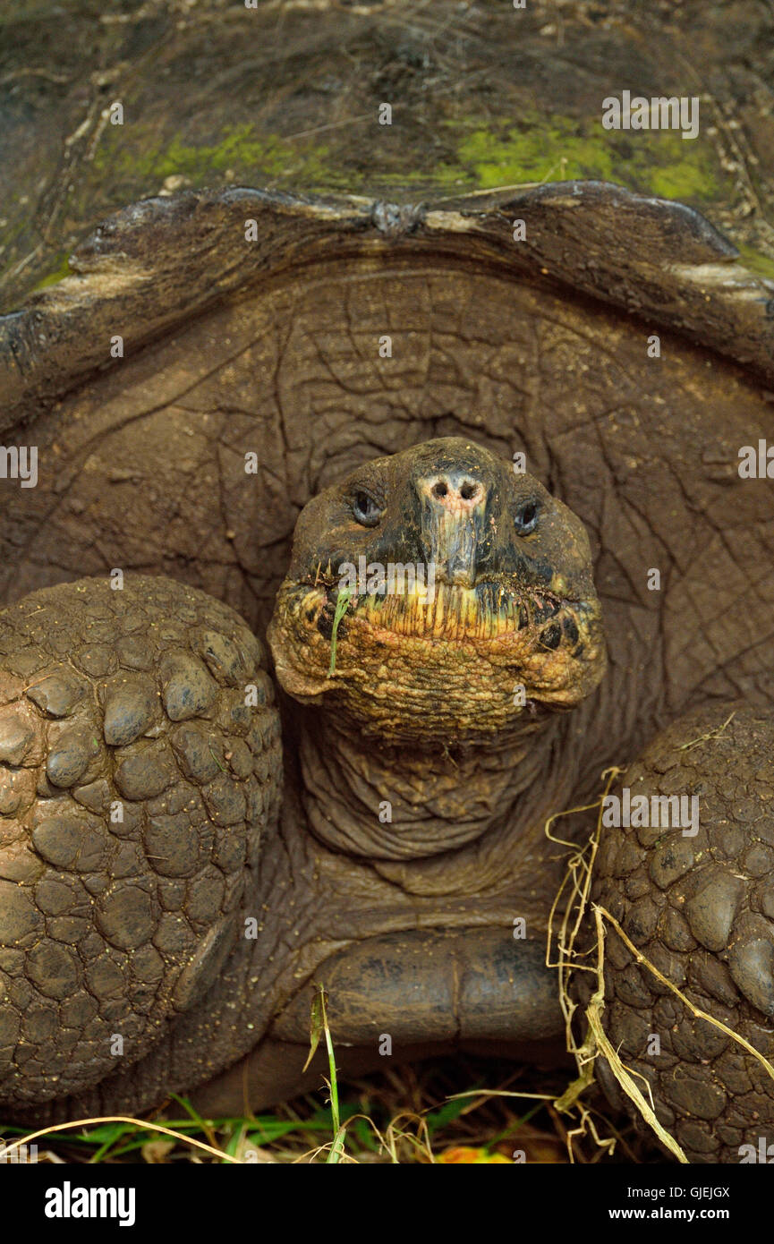 Giant tortoise (Geochelone elephantopus) Foraging, Galapagos Islands ...