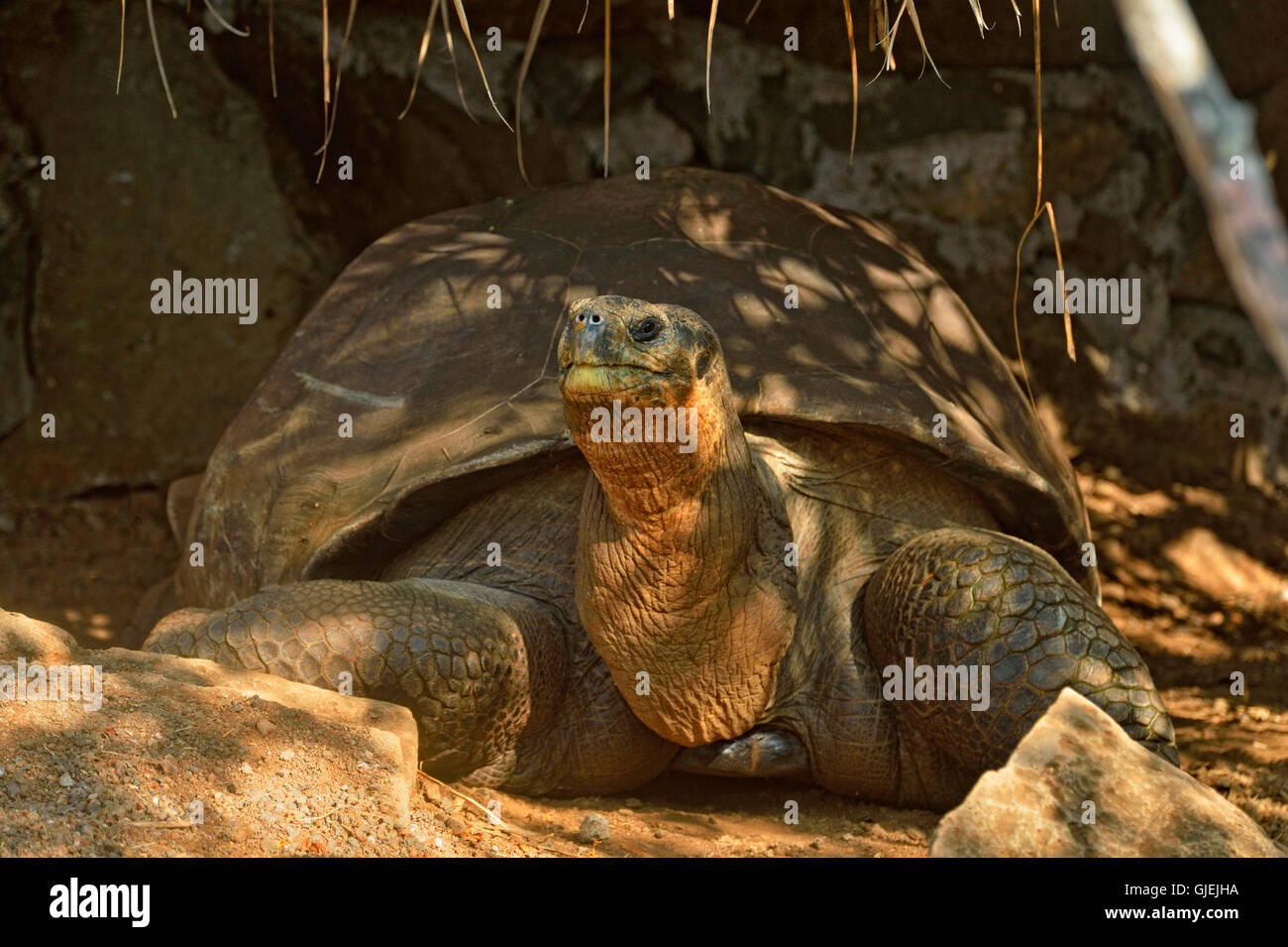 Giant tortoise (Geochelone elephantopus) Captive 'Pepe', Galapagos Is ...