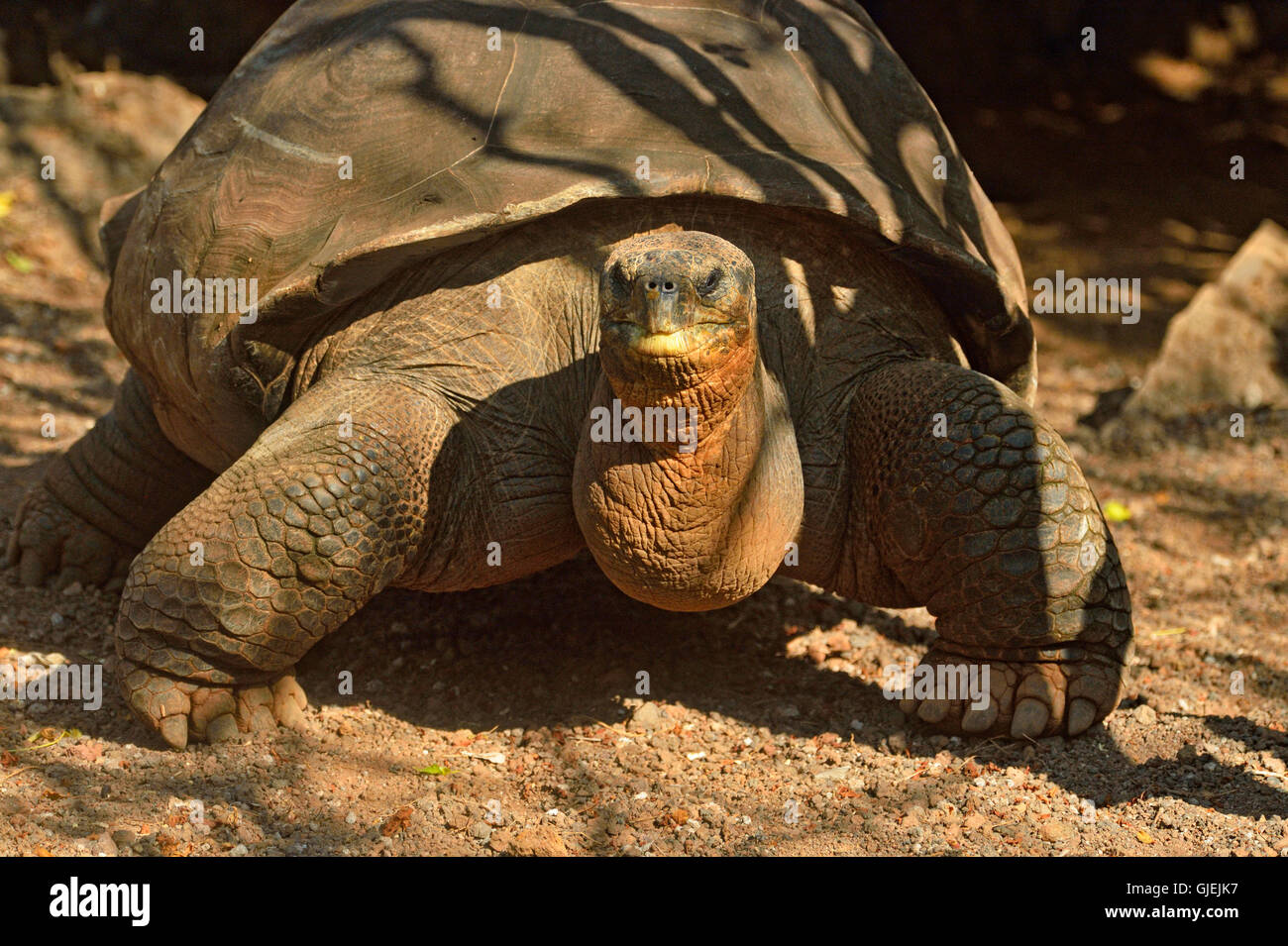 Giant tortoise (Geochelone elephantopus) Captive 'Pepe', Galapagos Is ...