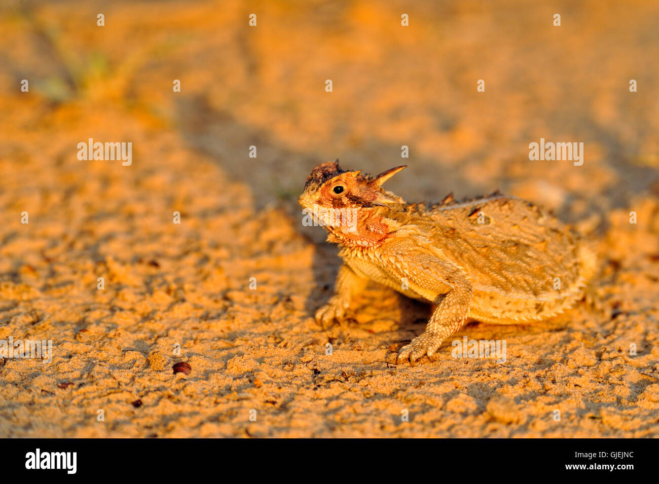 Horned lizard ant hi-res stock photography and images - Alamy