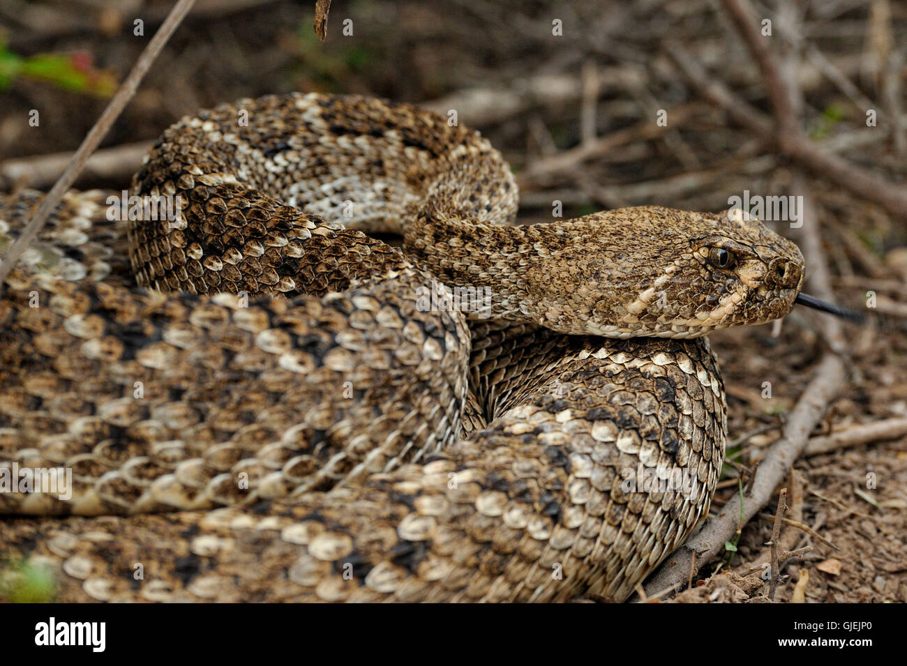 Rio grande valley vipers hi-res stock photography and images - Alamy