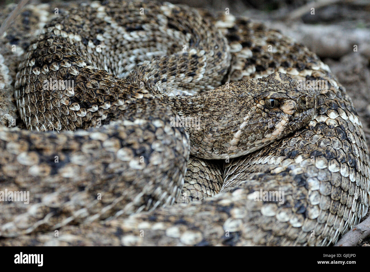 Western diamondback rattlesnake (Crotalus atrox), Rio Grande City ...