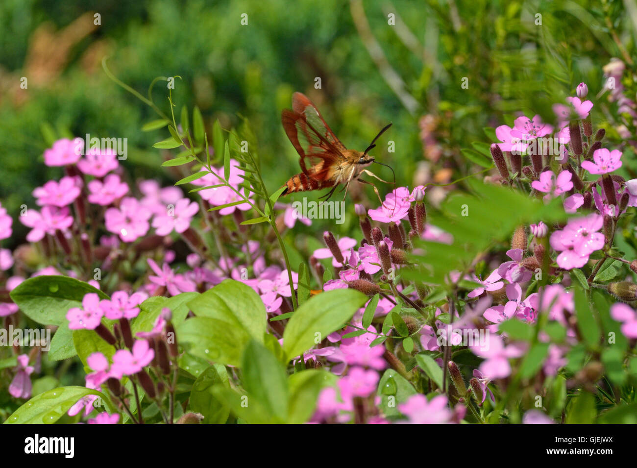 Clearwing hummingbird moth hi-res stock photography and images - Alamy