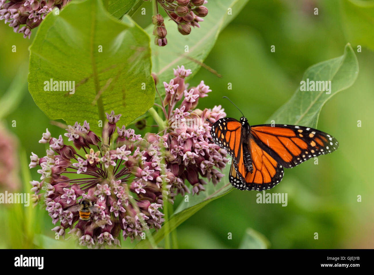 Monarch (Danaus plexippus) nectaring host milkweed flowers, Greater ...