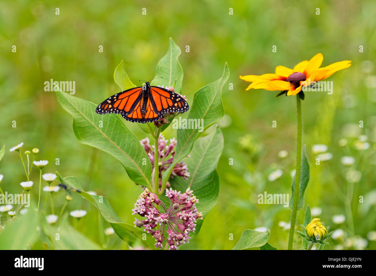 Monarch and native milkweed hi-res stock photography and images - Alamy
