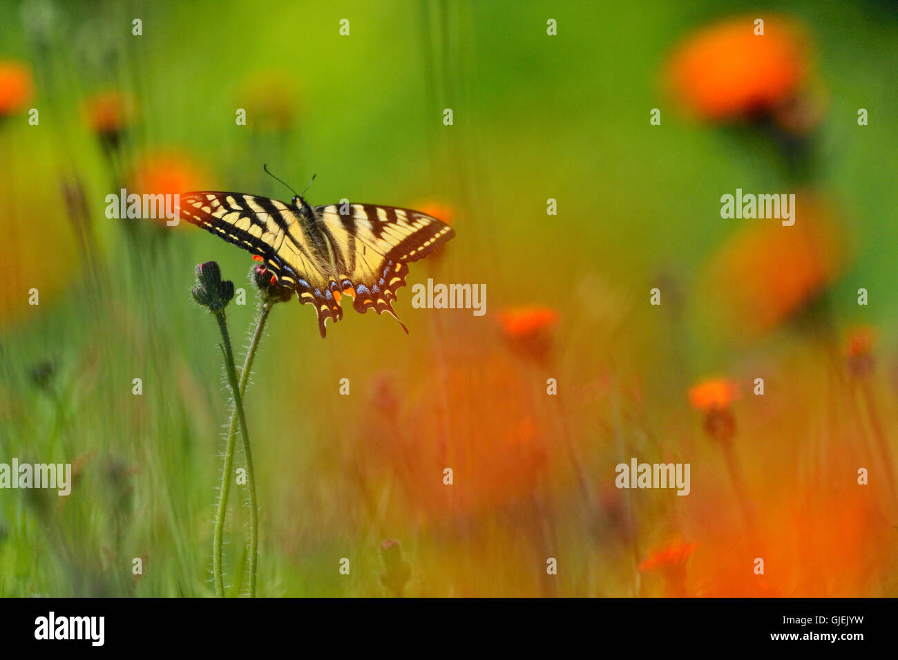 Canadian tiger swallowtail (Papilio Canadensis) Nectaring orange ...