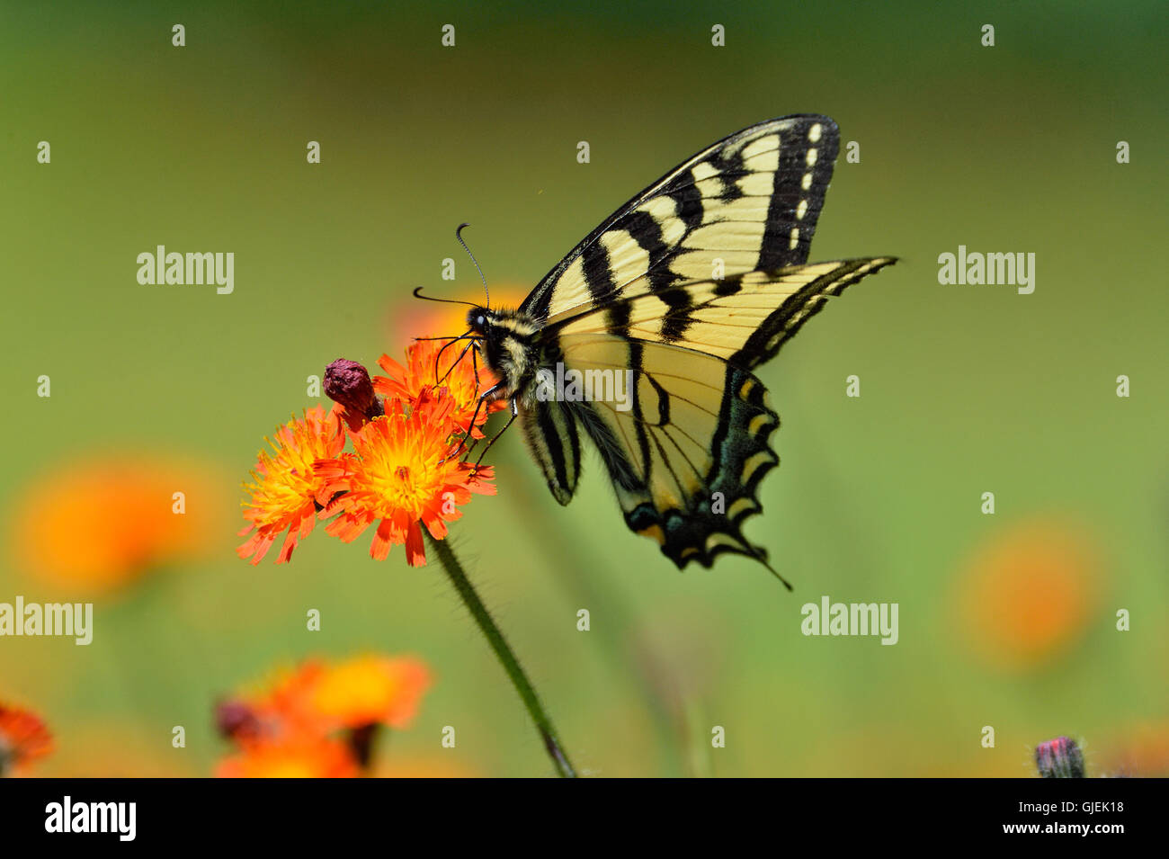 Canadian tiger swallowtail (Papilio Canadensis) Nectaring orange ...