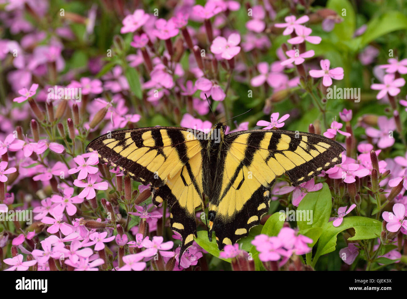 Canadian tiger swallowtail (Papilio Canadensis) Nectaring garden ...