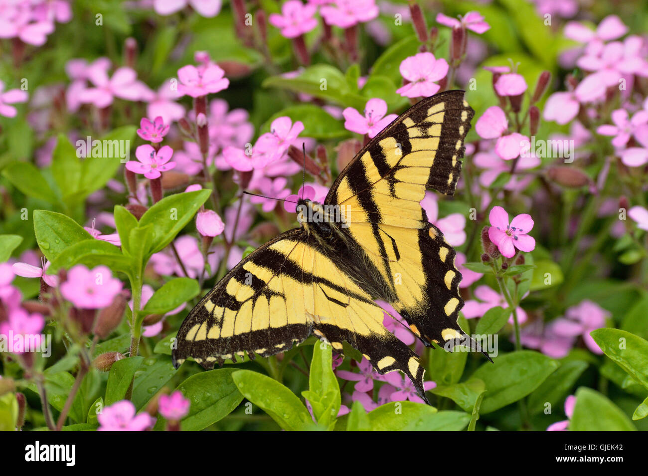 Canadian tiger swallowtail (Papilio Canadensis) Nectaring garden ...