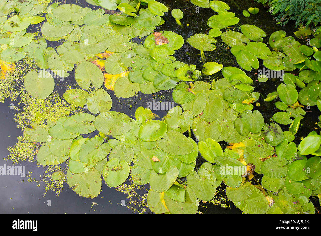 Pond leaves hi-res stock photography and images - Alamy