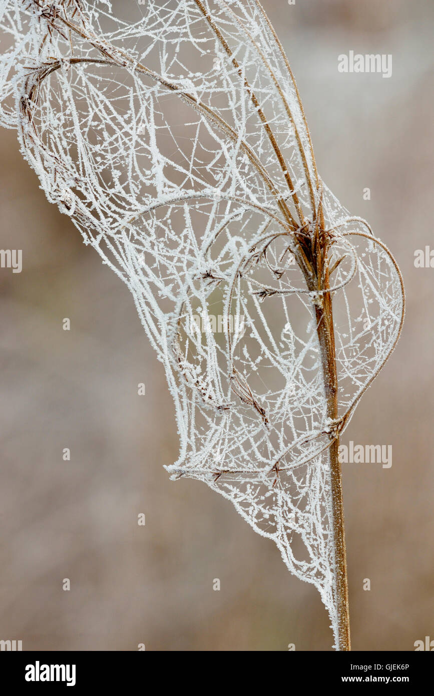 Frosted soft rush with an orb-weaver's spider web, Greater Sudbury ...