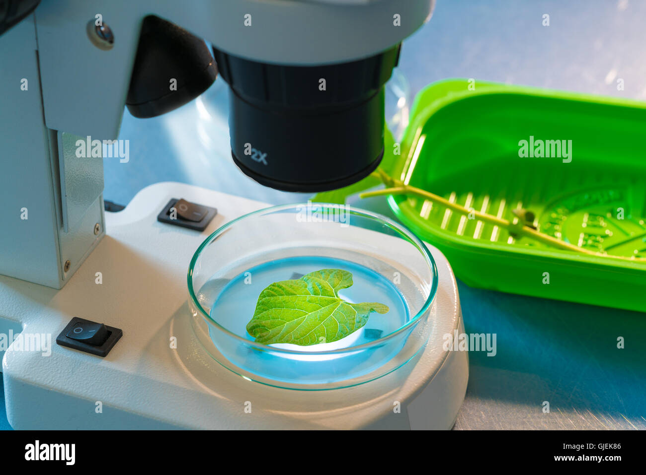 Plant science hi-res stock photography and images - Alamy
