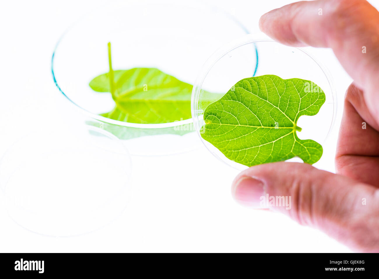 Photosynthesis experiment hi-res stock photography and images - Alamy