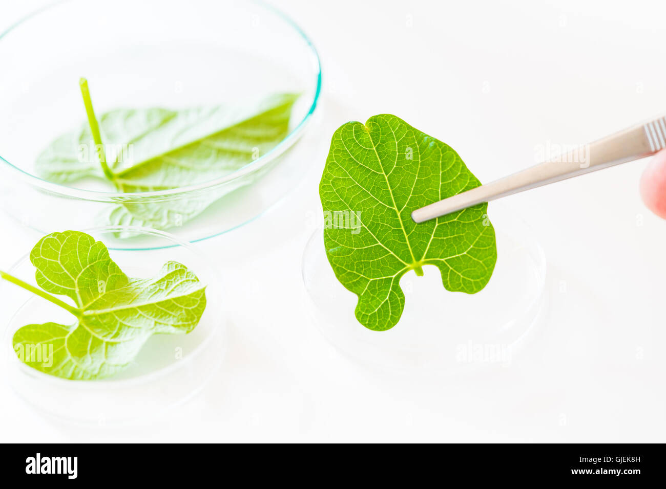 Photosynthesis experiment hi-res stock photography and images - Alamy