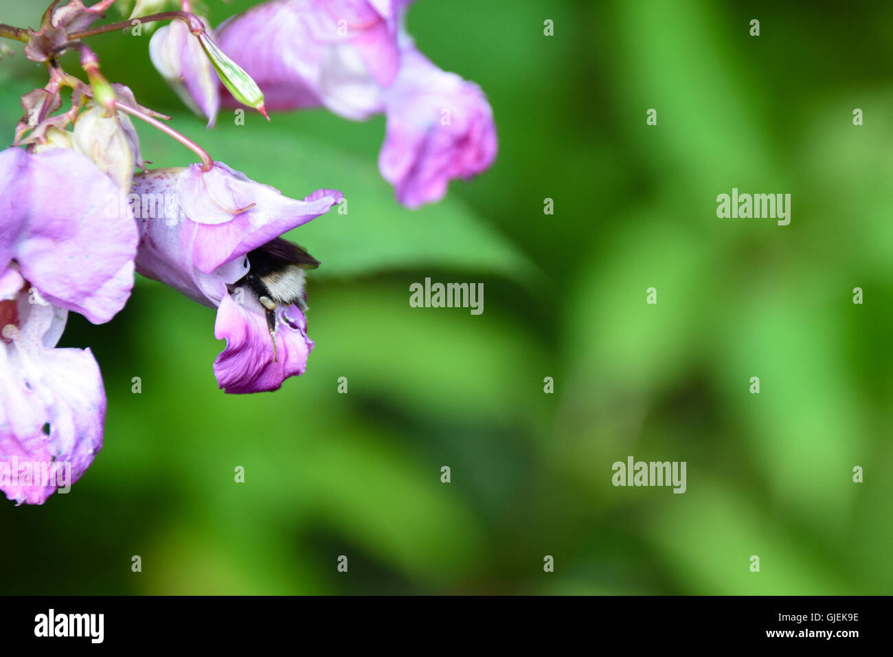 Snapdragon Bee High Resolution Stock Photography and Images - Alamy