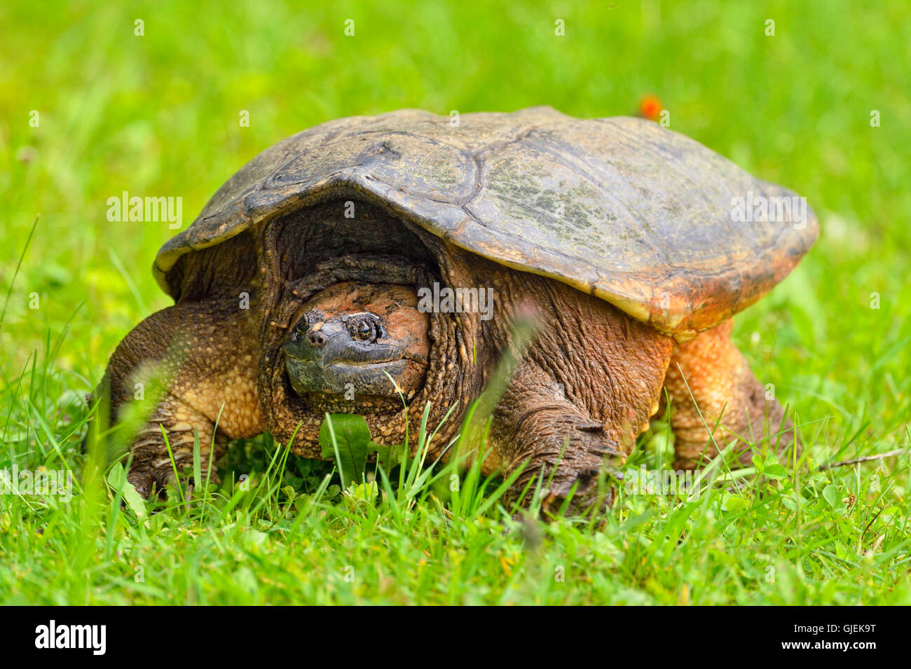 Common snapping turtle (Chelydra serpentina) Captive, Minnesota ...
