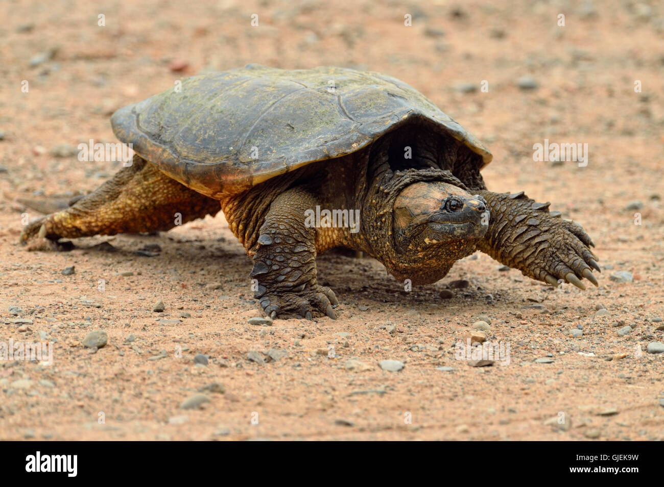common snapping turtle (Chelydra serpentina) Captive, Minnesota ...