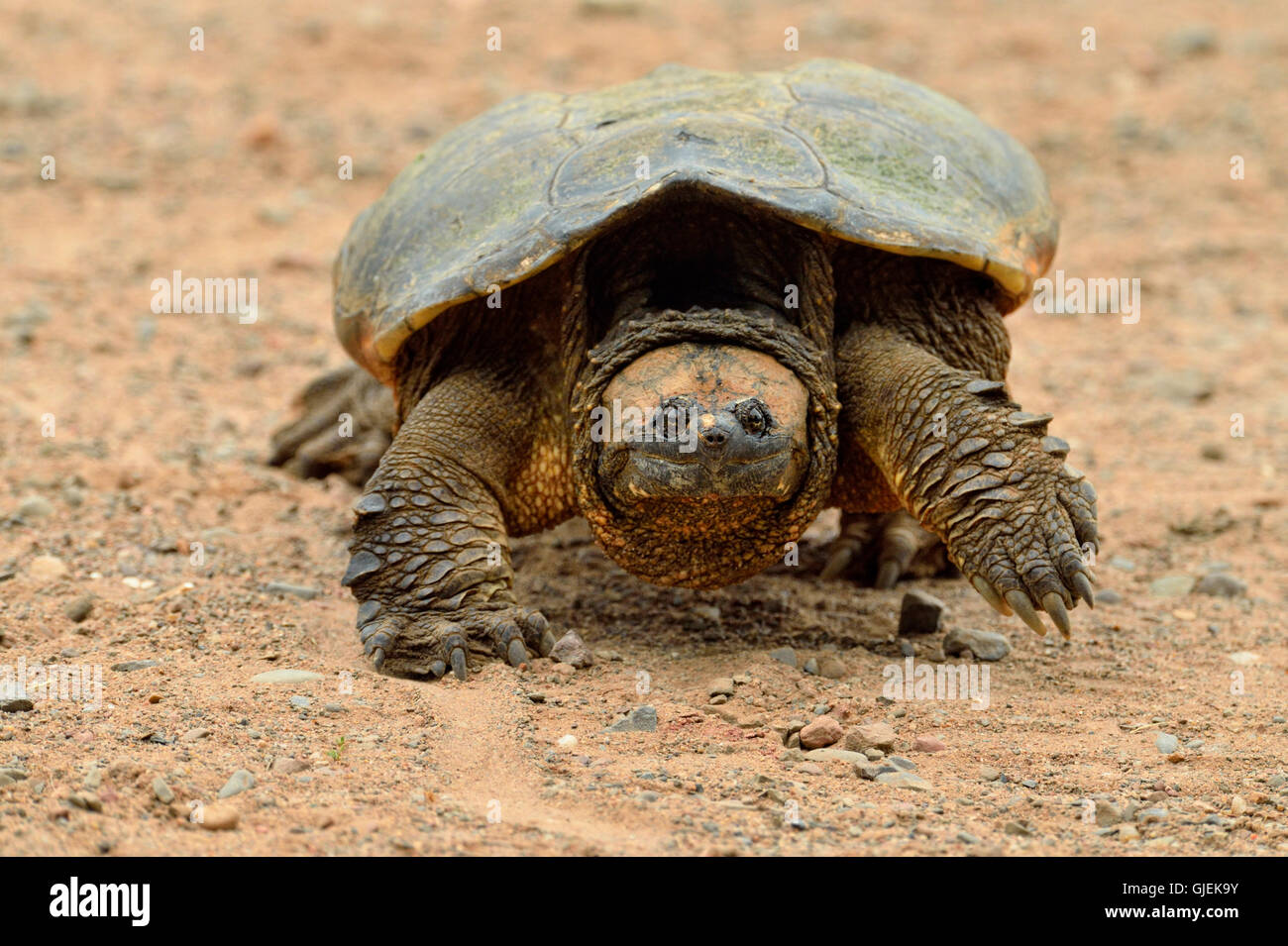 common snapping turtle (Chelydra serpentina) Captive, Minnesota ...