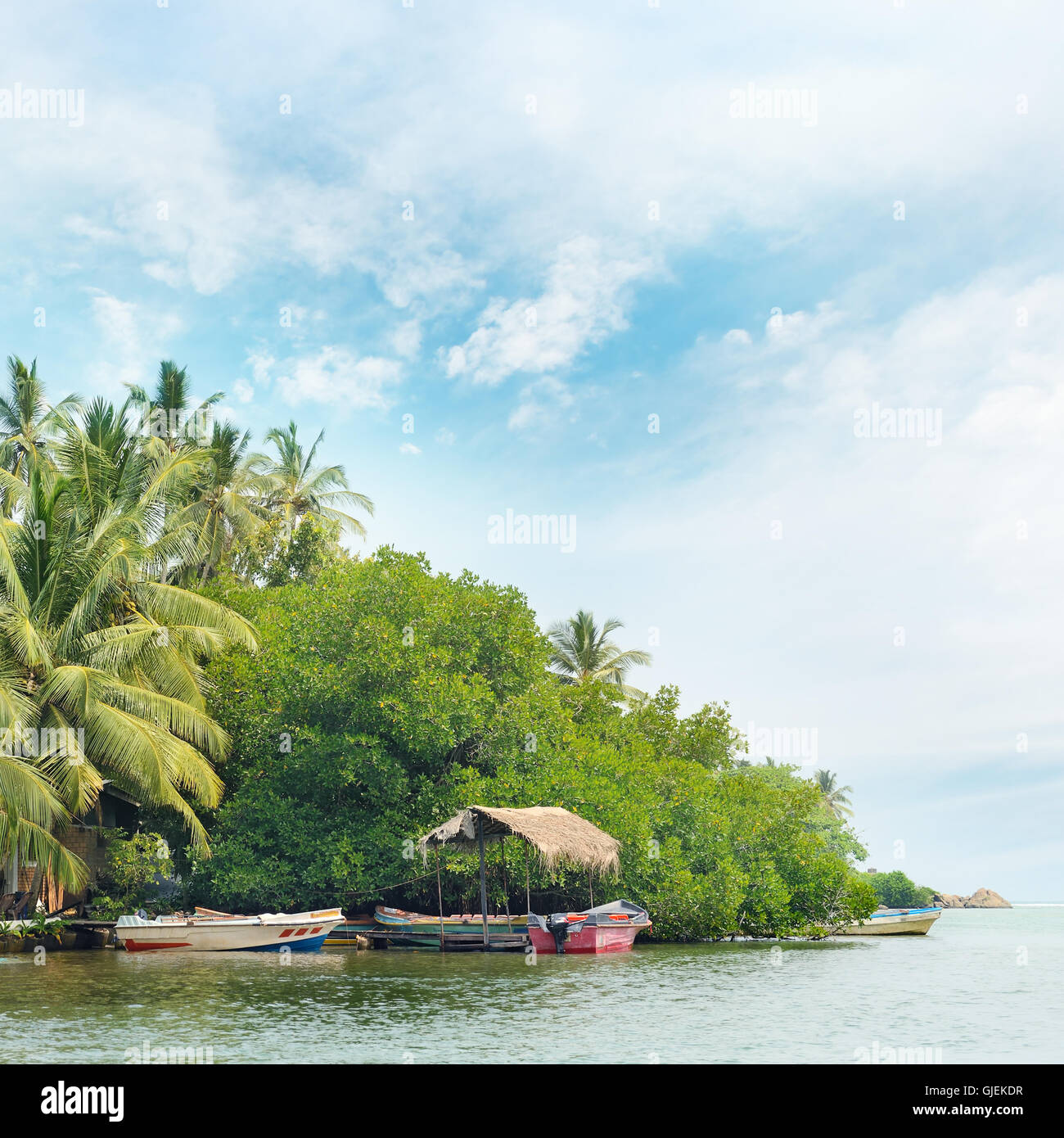 Equatorial forest hi-res stock photography and images - Alamy