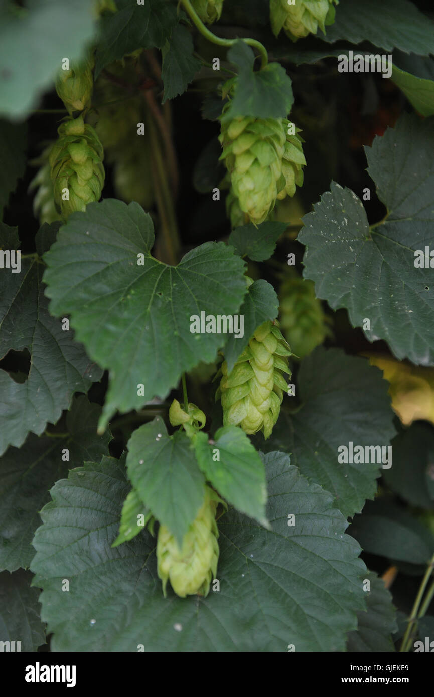 Agriculture. Hops ovaries close up in the light of sunset Stock Photo ...