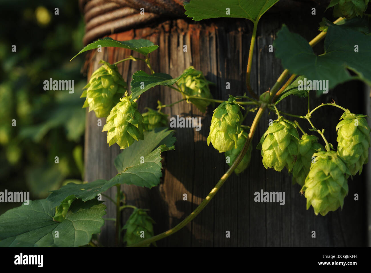 Hop Plant Identification