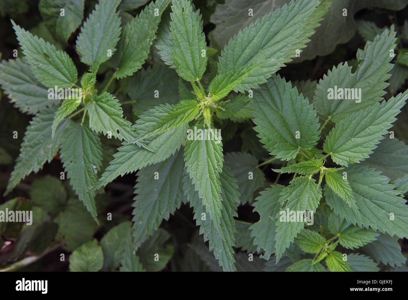 Weed plants hi-res stock photography and images - Alamy