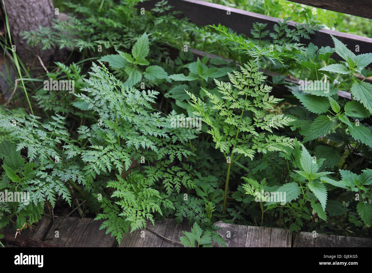 Close up of green weed plants Stock Photo - Alamy