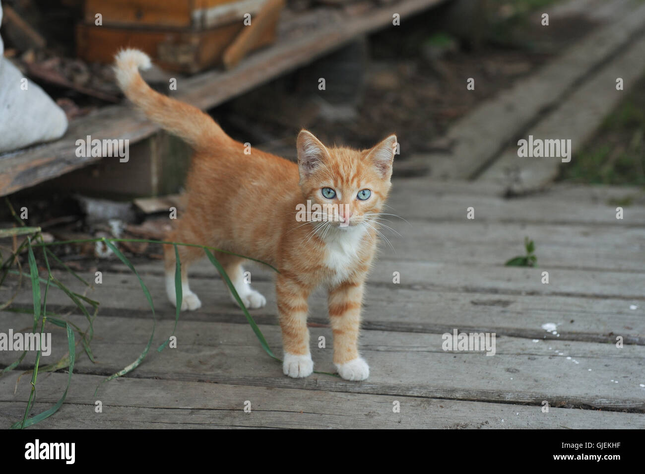 Homeless kittens hi-res stock photography and images - Alamy