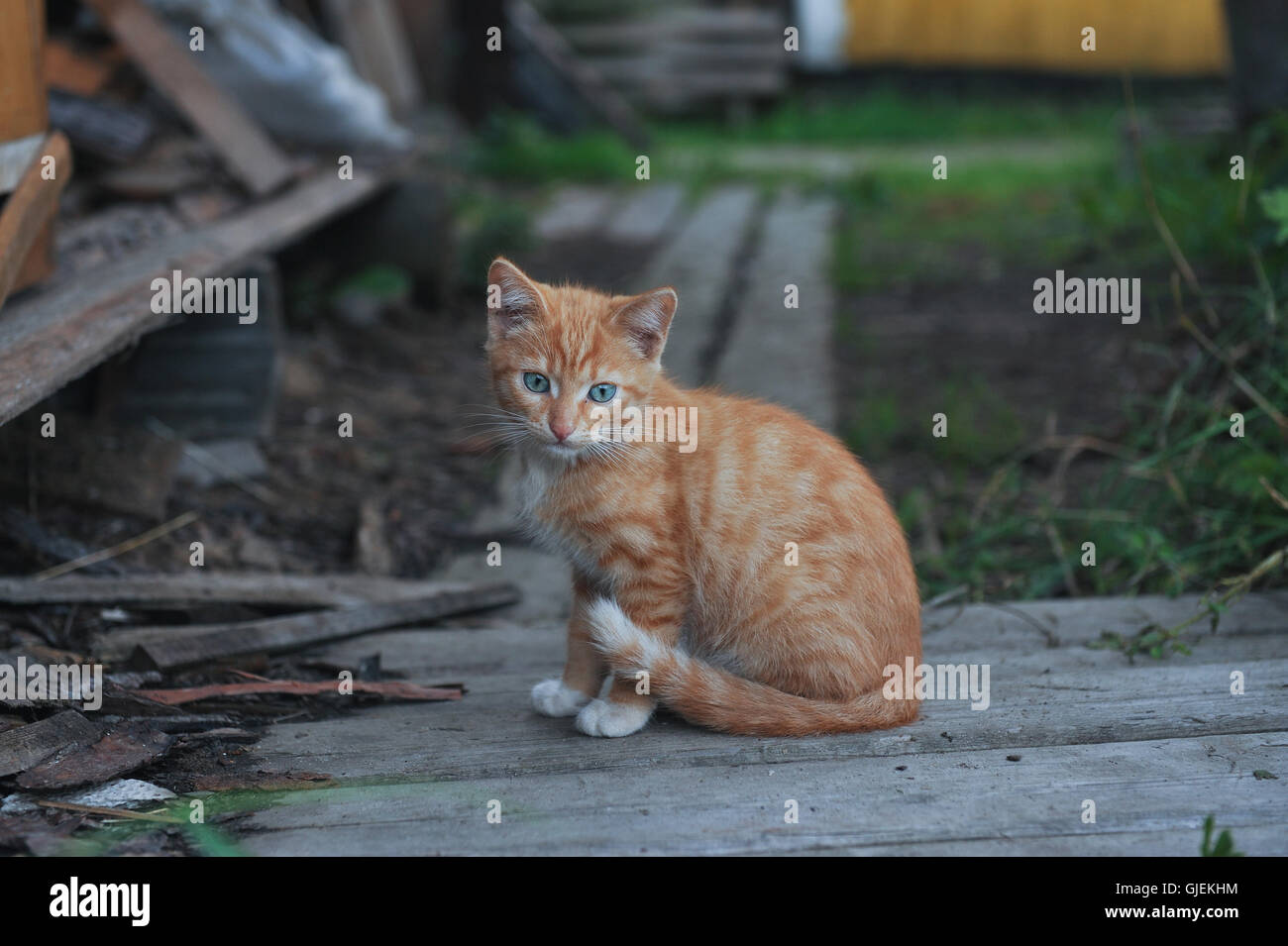 Homeless red haired kittens portrait Stock Photo - Alamy