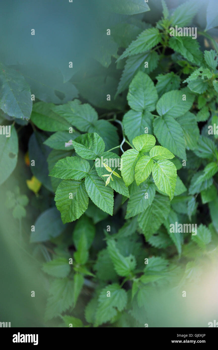 Young raspberry leaves close up Stock Photo - Alamy