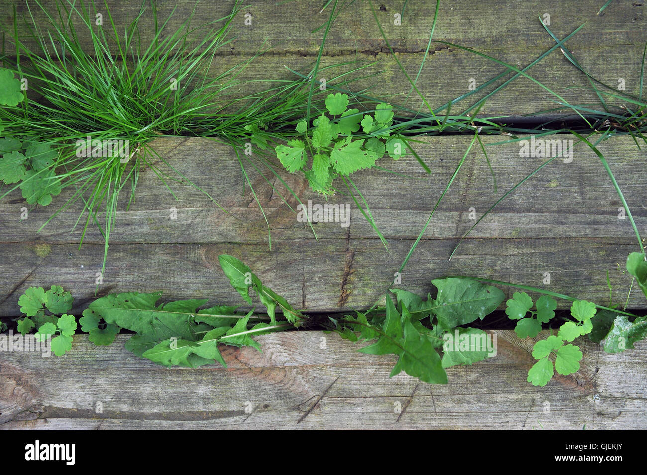 Close up of green weed plants Stock Photo - Alamy