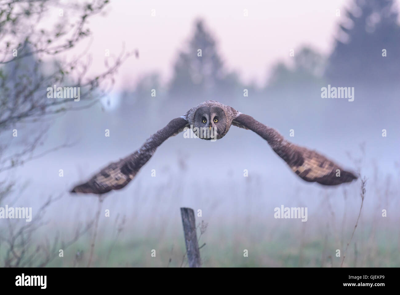 Great grey owl flying hi-res stock photography and images - Alamy