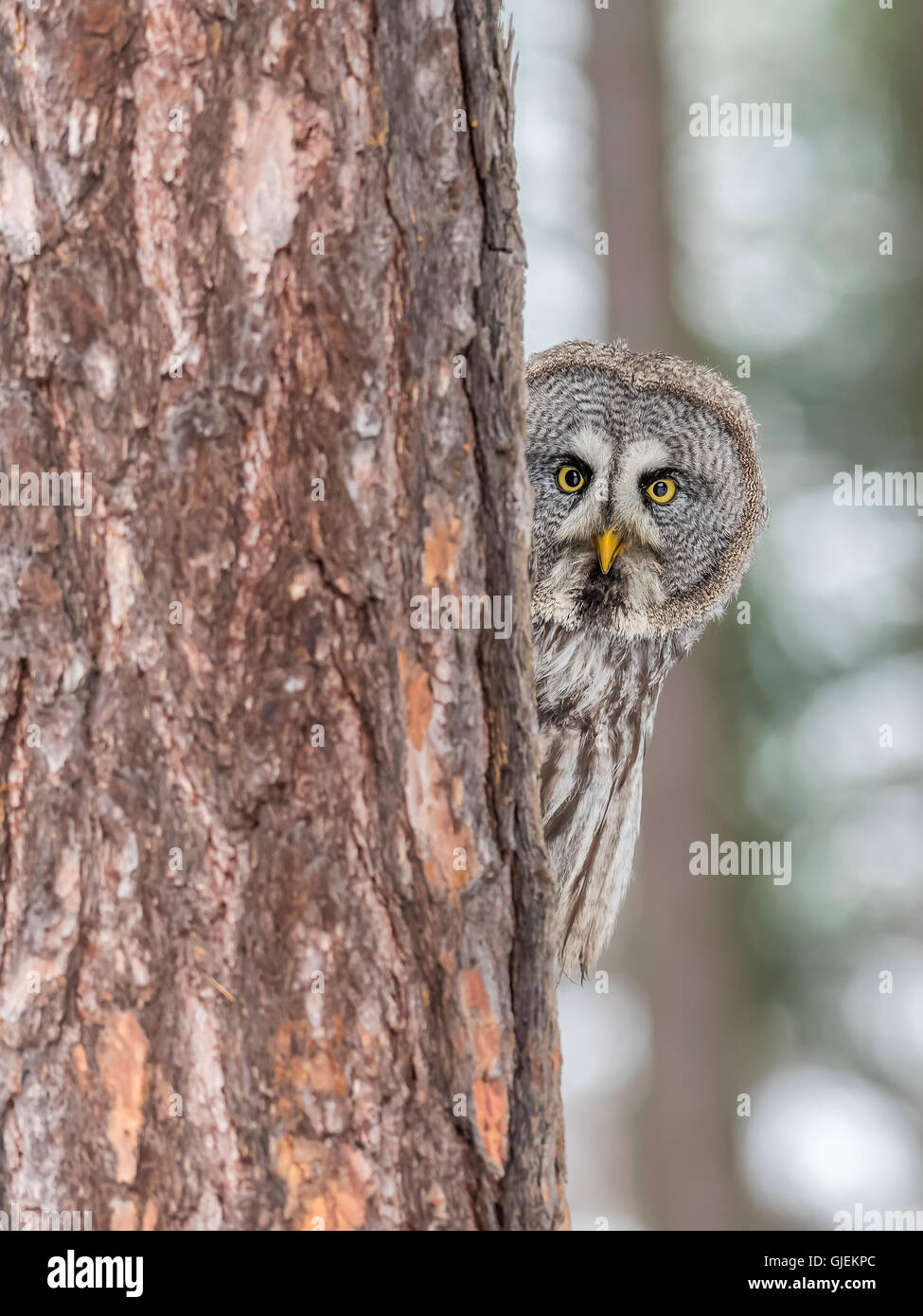 Great grey owl looking behind a tree Stock Photo - Alamy