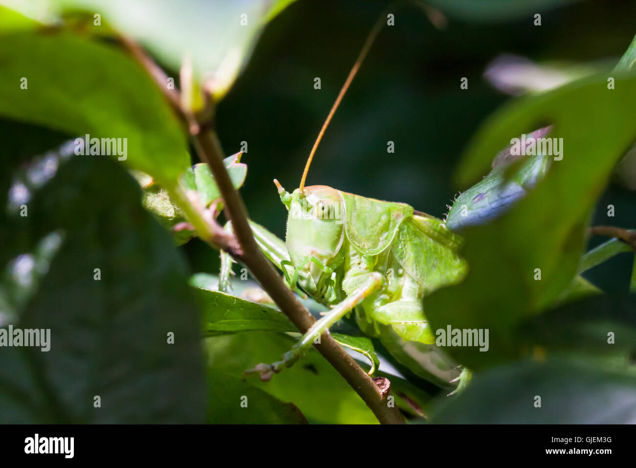 Large green grasshopper on a tree branch behind leaves Stock Photo - Alamy