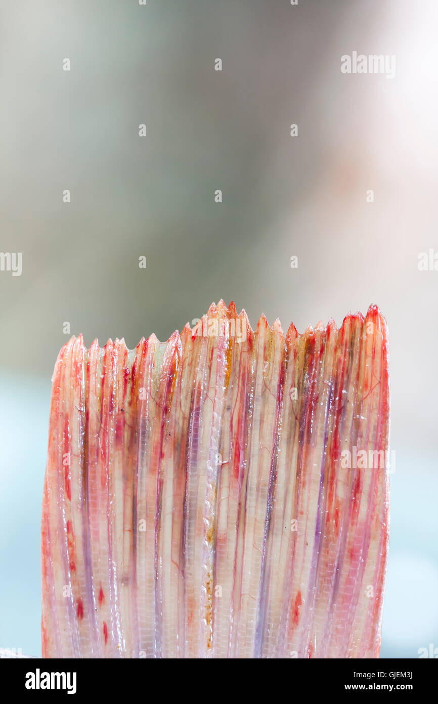 Flat fish hi-res stock photography and images - Alamy